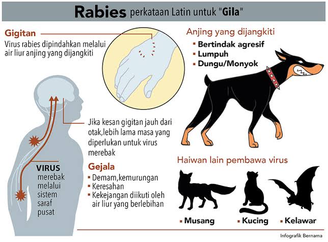 Waspada, Juni 2024 Kasus Rabies di Jakarta Mengalami Kenaikkan | Intime.ID